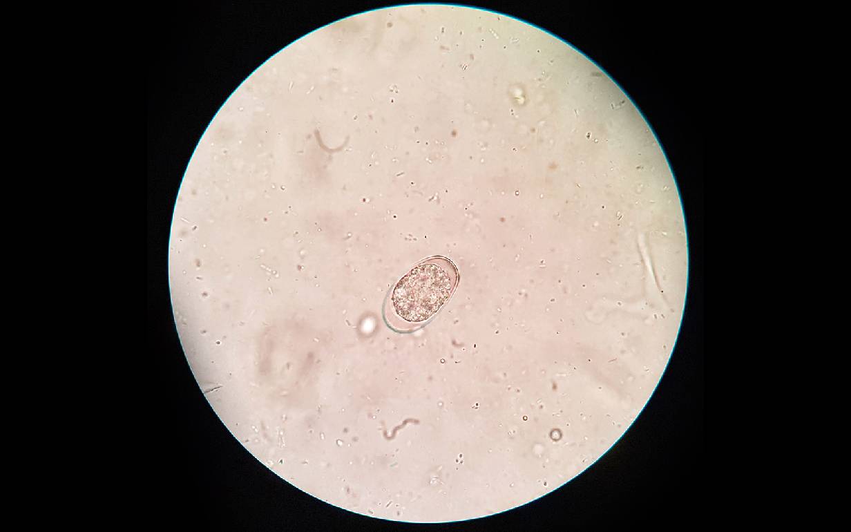 Coccidiosis – recognizing the first signs correctly - petsXL