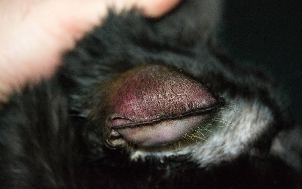 Othematoma – how does a bloody ear occur? - petsXL