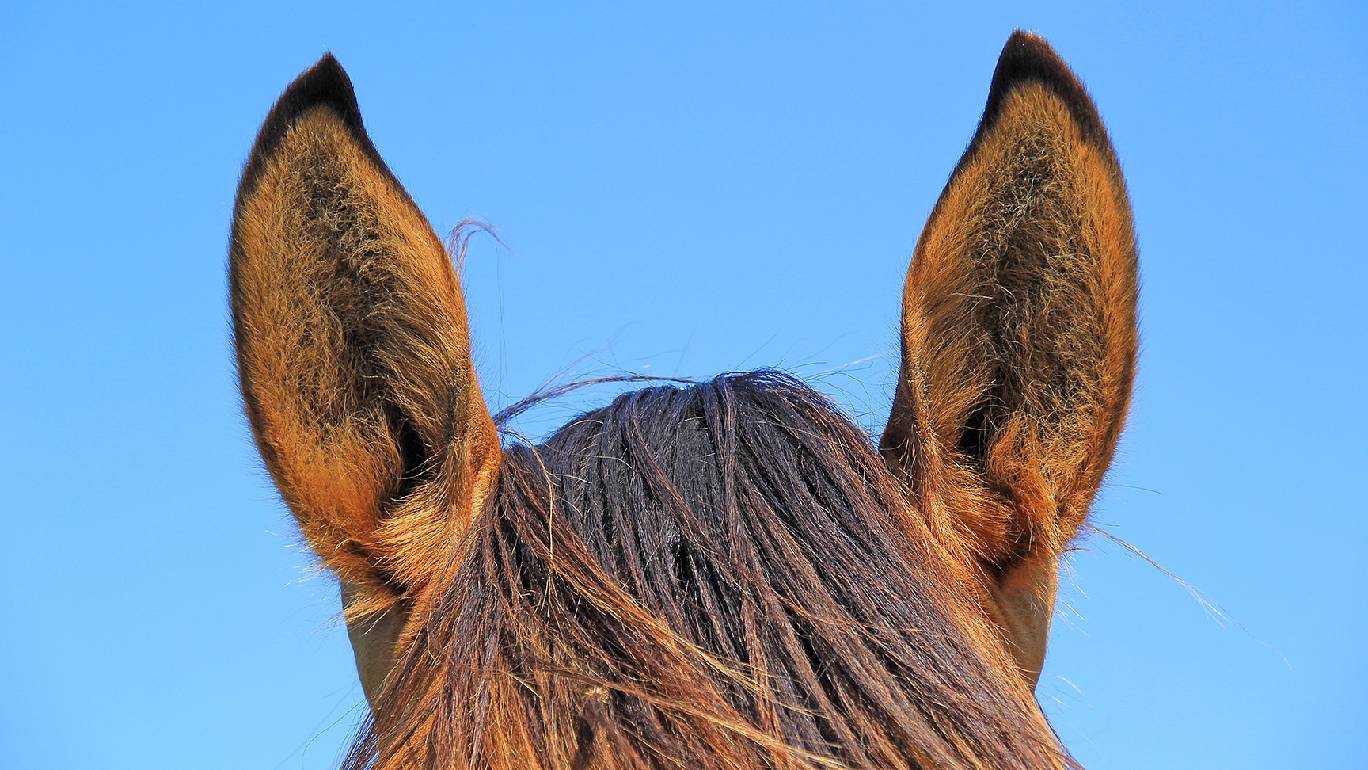 Understanding horse language: Horse language – Human language - petsXL